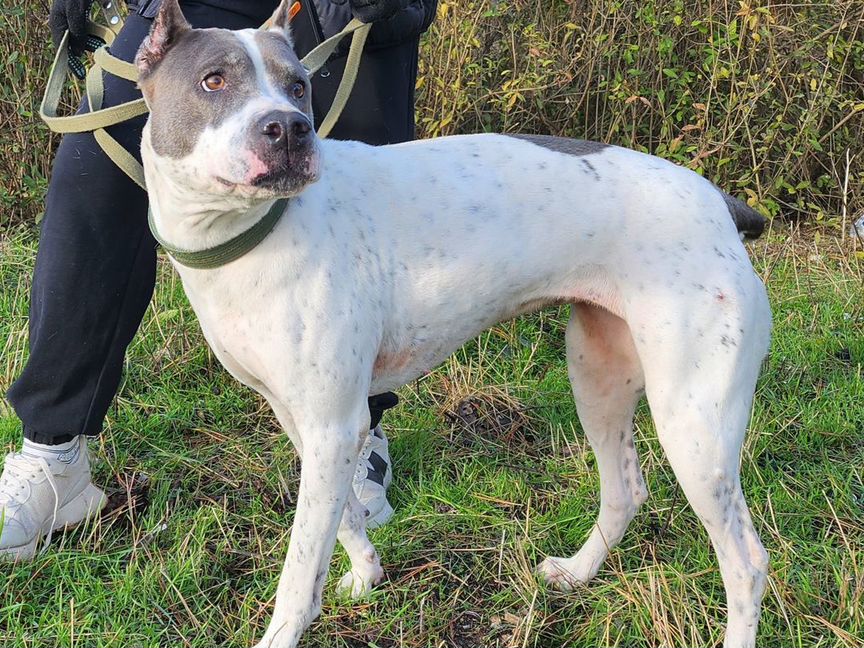 Красавица Эстер в добрые руки