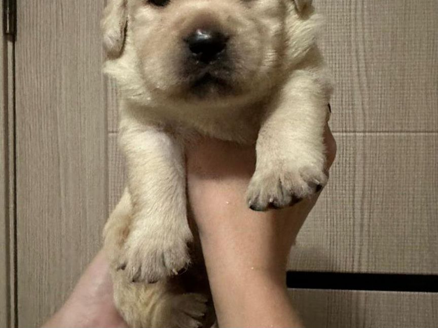 Щенки лабрадора