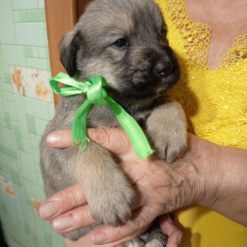 Щенки девочки 1,5 месяца в добрые руки