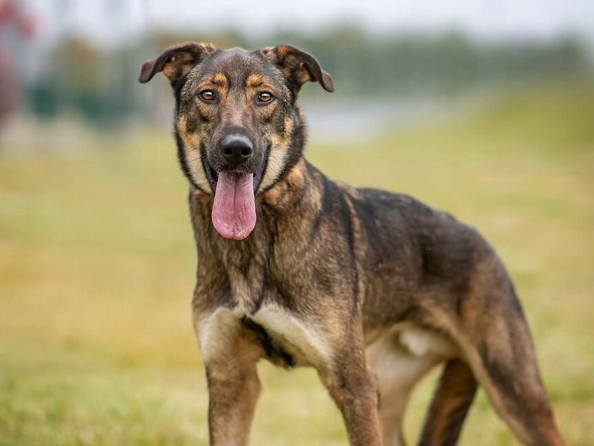 Собака в добрые руки. Лео