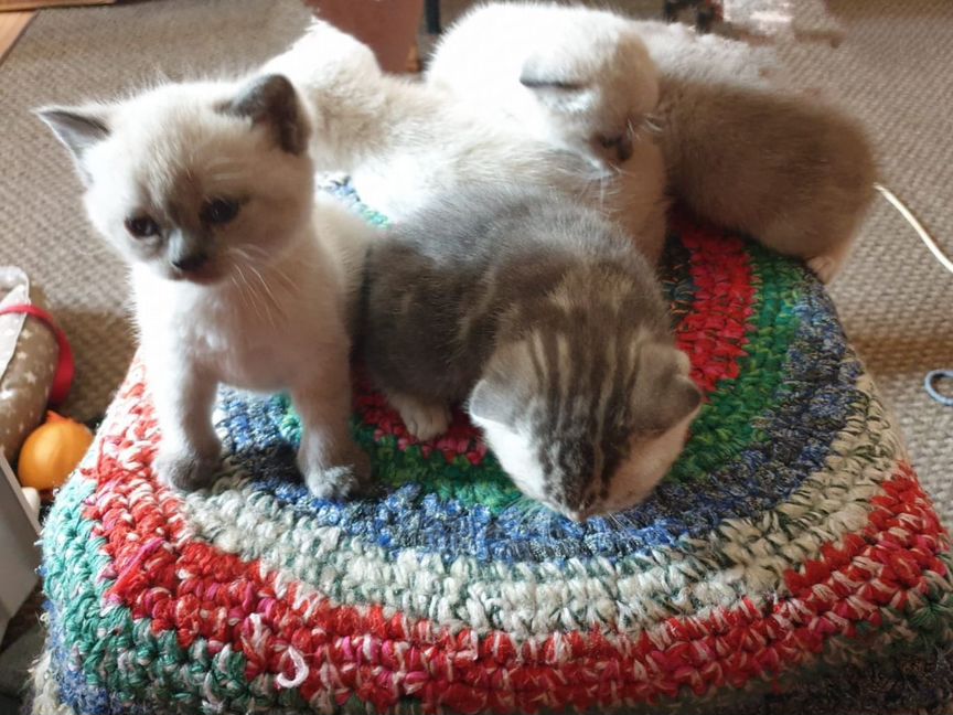 Котята породы Шотландская вислоухая