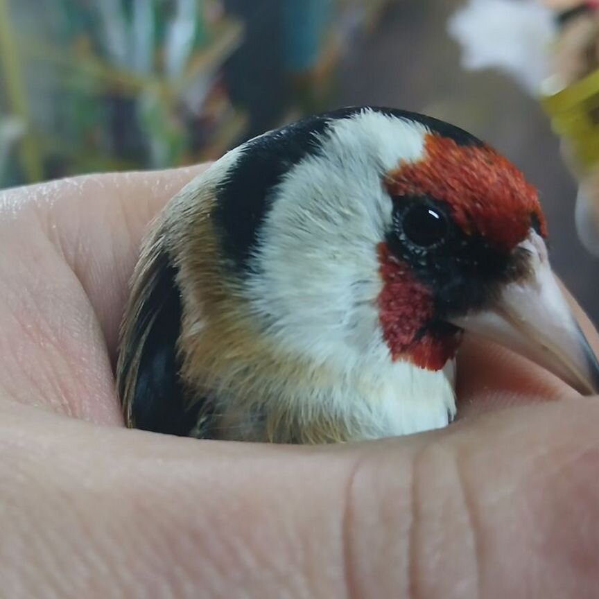 Птица щегол