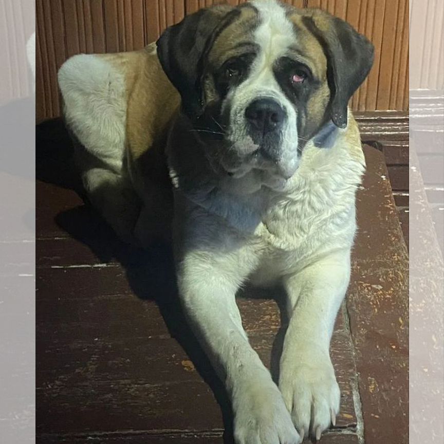 Сенбернар, взрослая собака