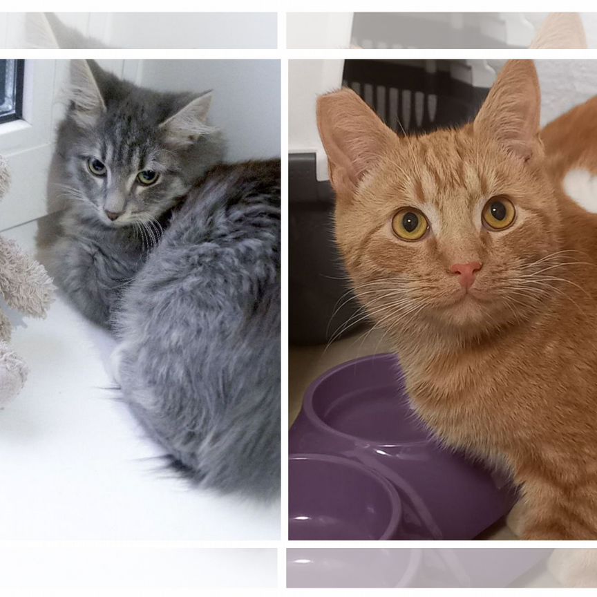 Европейский короткошёрстный котёнок