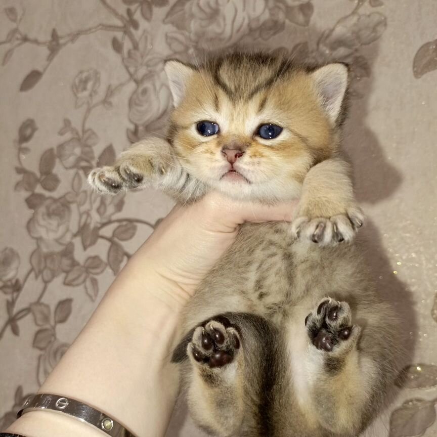 Шотландские золотые карапузы