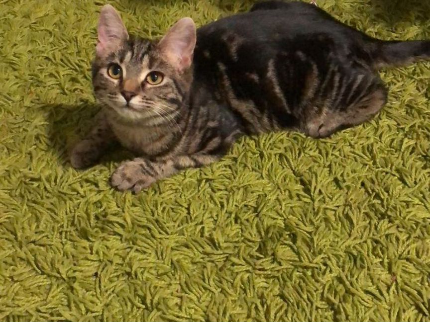 Котенок девочка 5 мес
