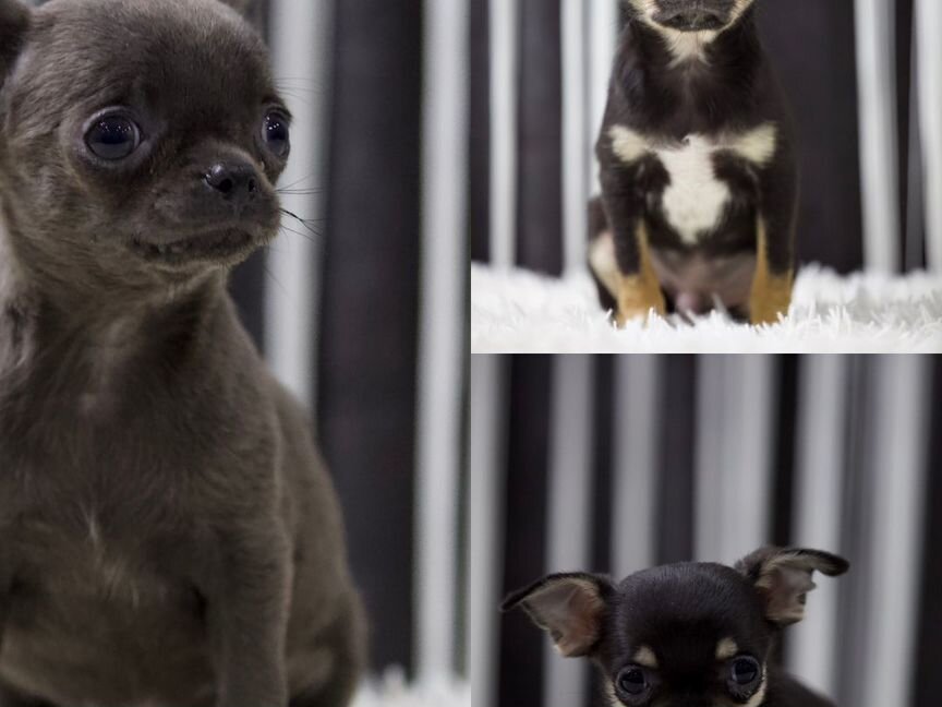 Чихуахуа девочки и мальчики г/ш