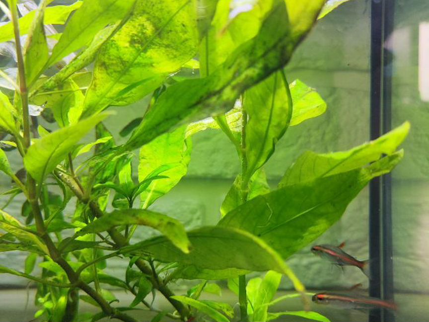 Рыбки 4 штуки