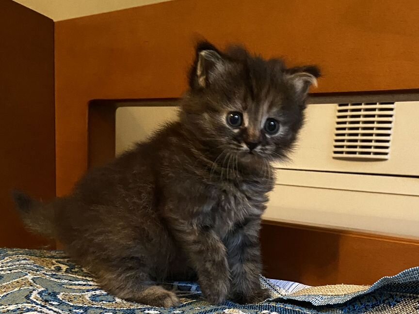 Котенок 1,5 мес