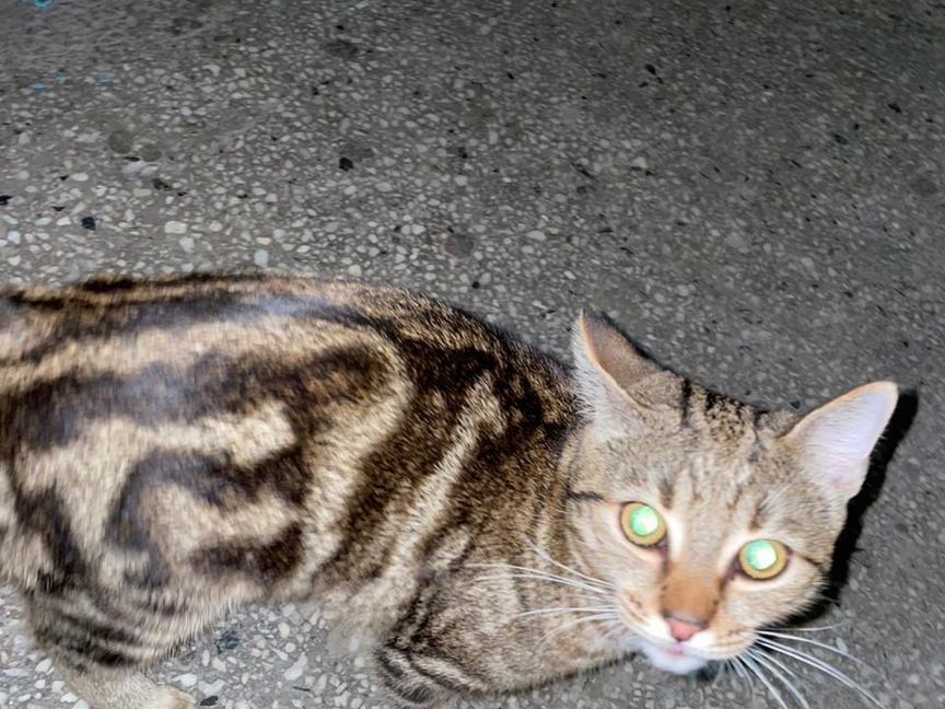 Бенгальского кота кто потерял