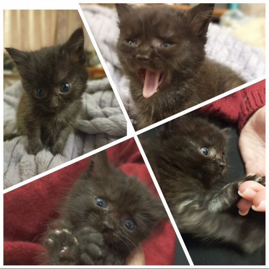 Котята мальчишки