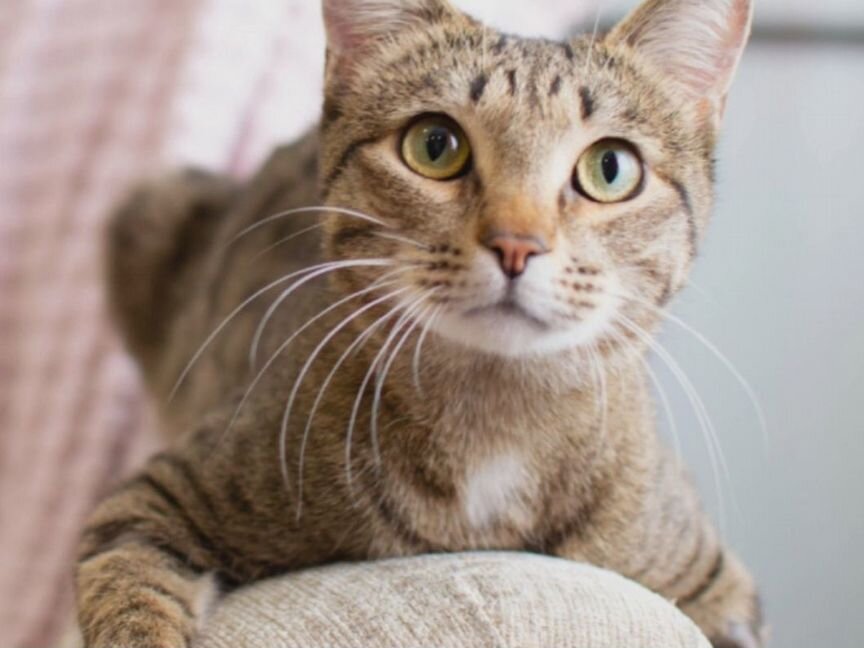 Молодой котик