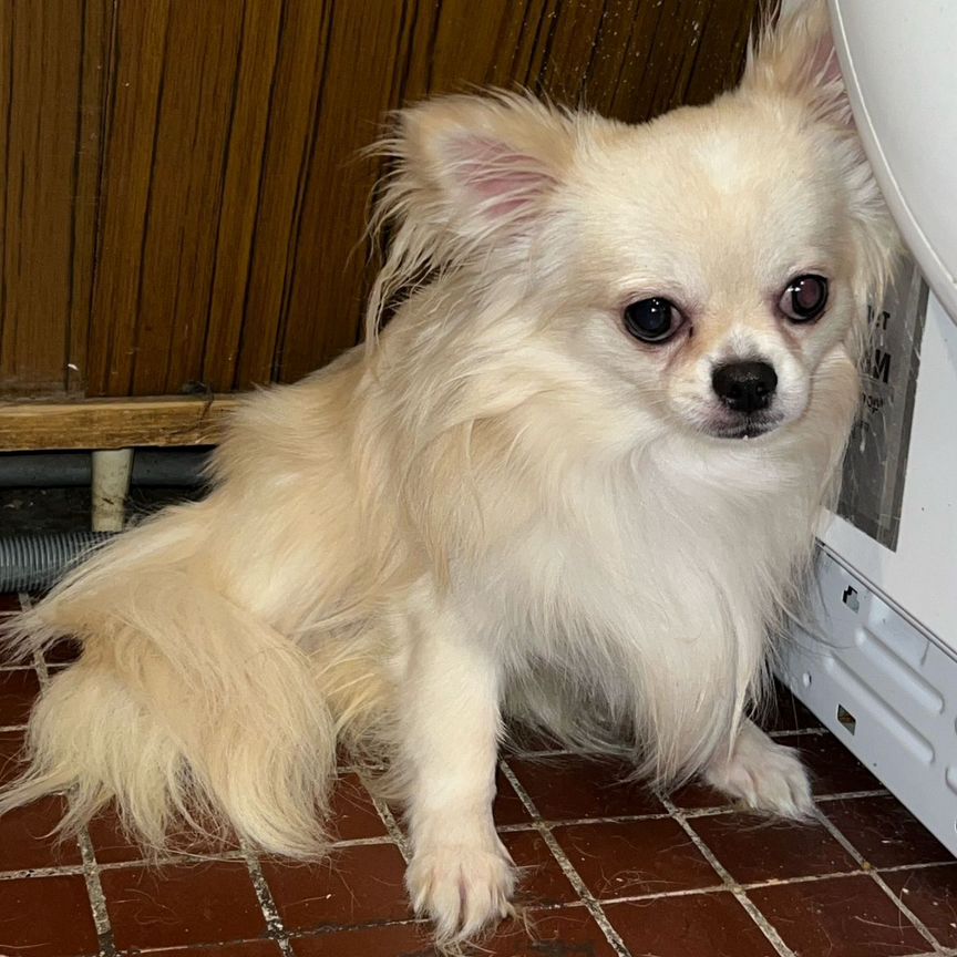 Длинношерстные чихуахуа