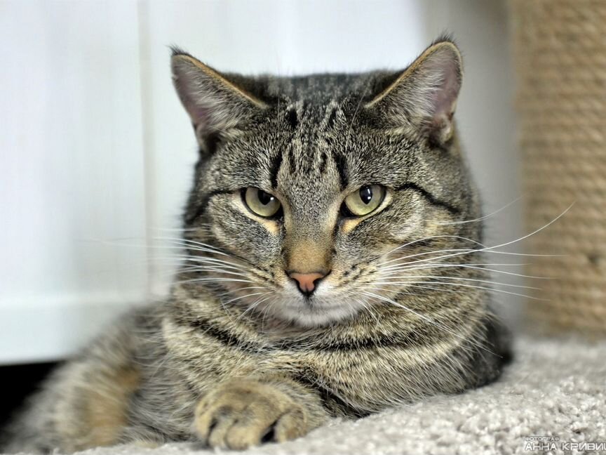 Полосатая красавица ищет дом кастрирована привита