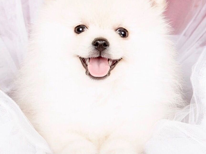 Померанский шпиц шикарные щенки