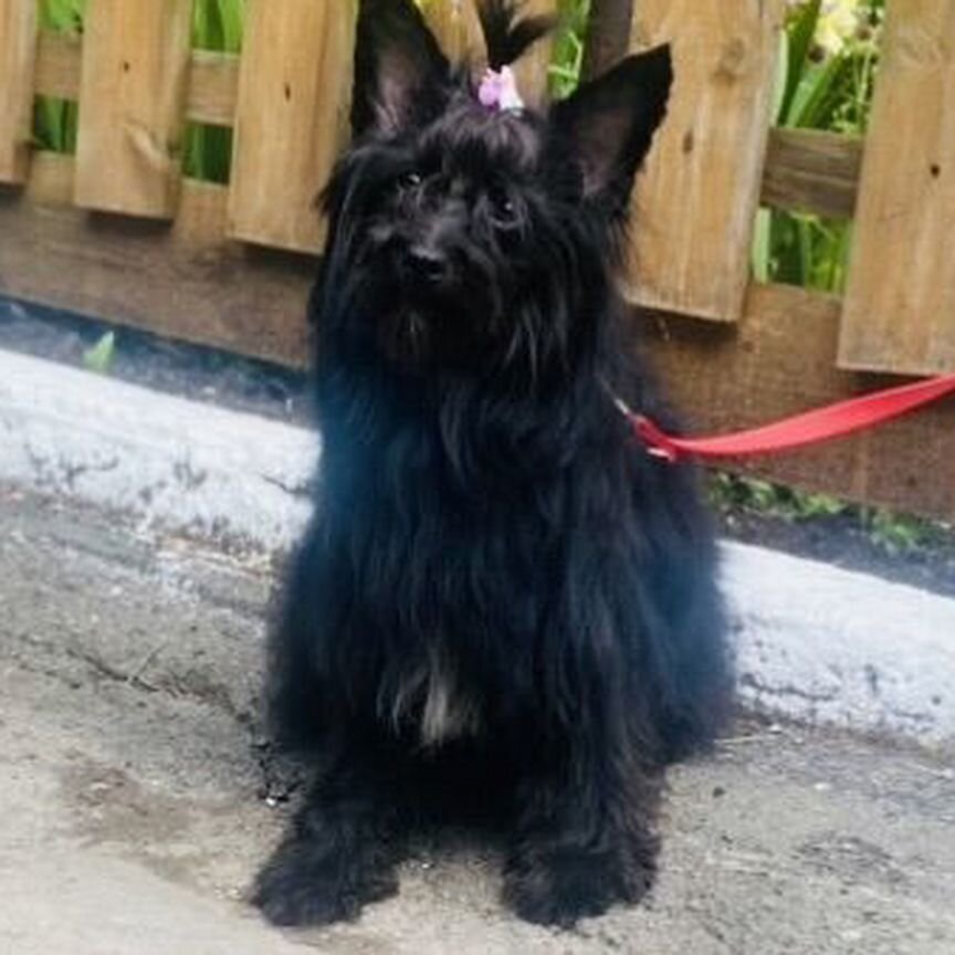 Бивер-йоркширский терьер, щенок