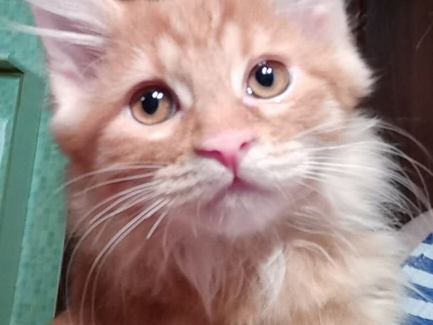 Котенок курильский бобтейл