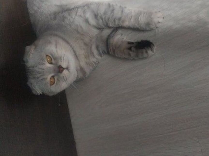 Кот на вязку. На нашей территории