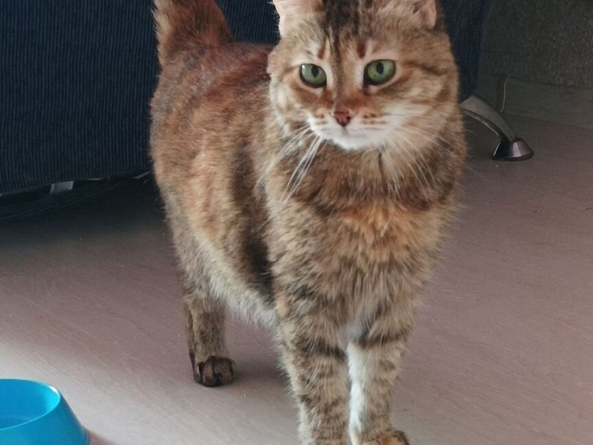 Ксения