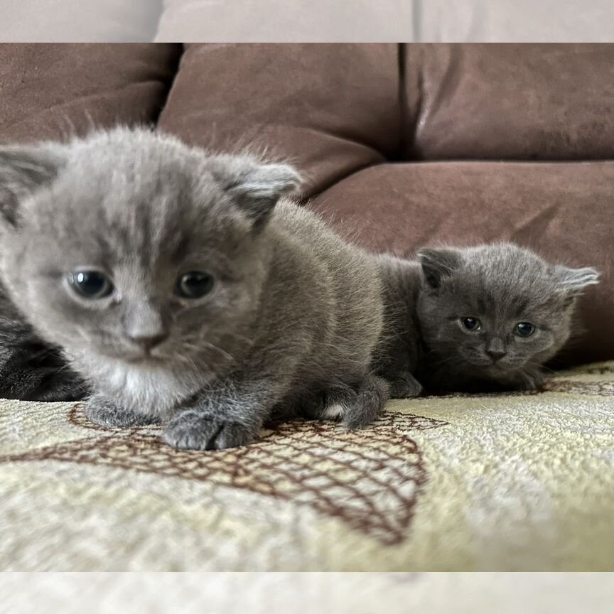 Сибирский котёнок