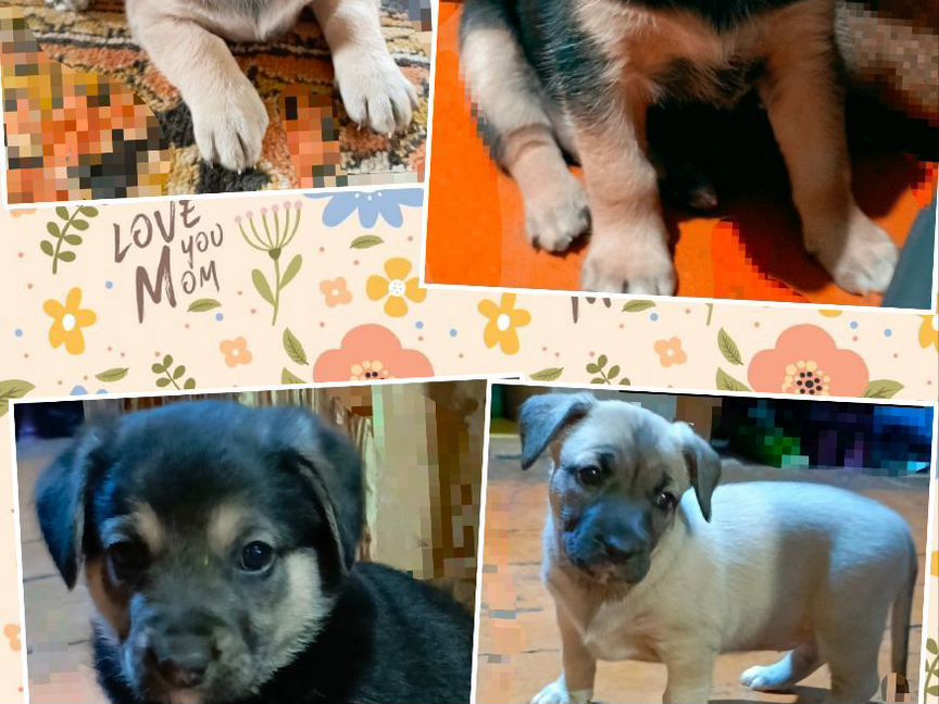 Маленькие пусики в добрые руки