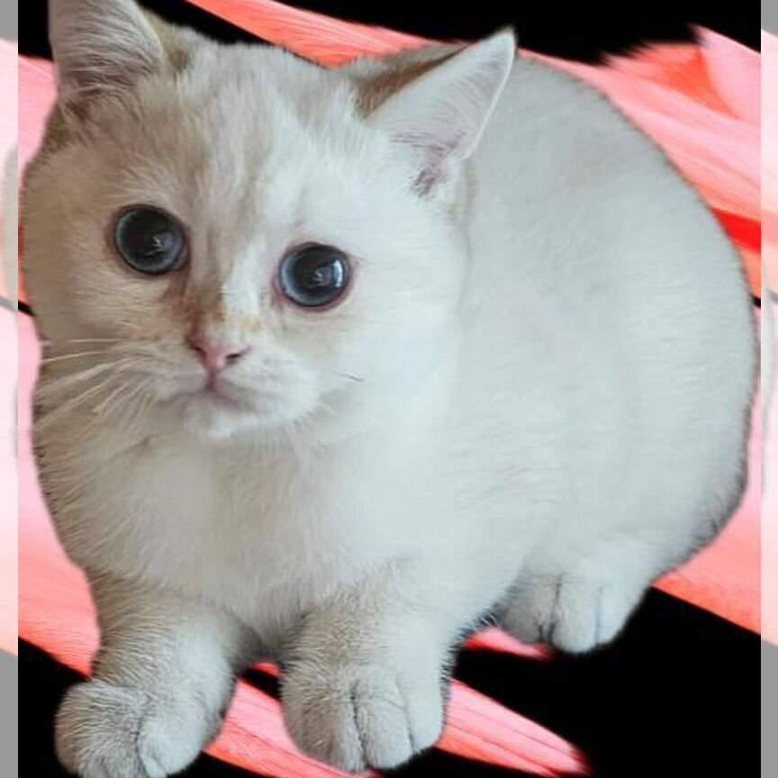 Британские котята