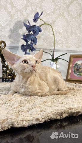 Девон-рекс кремовый мрамор мальчик