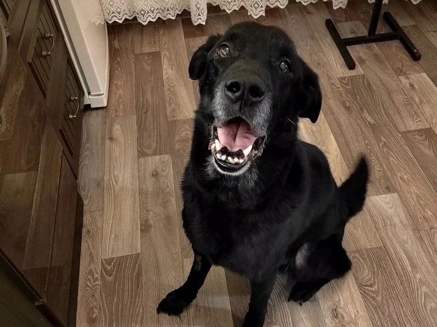 Гаврюша ищет новый дом