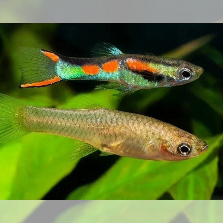 Гуппи эндлера