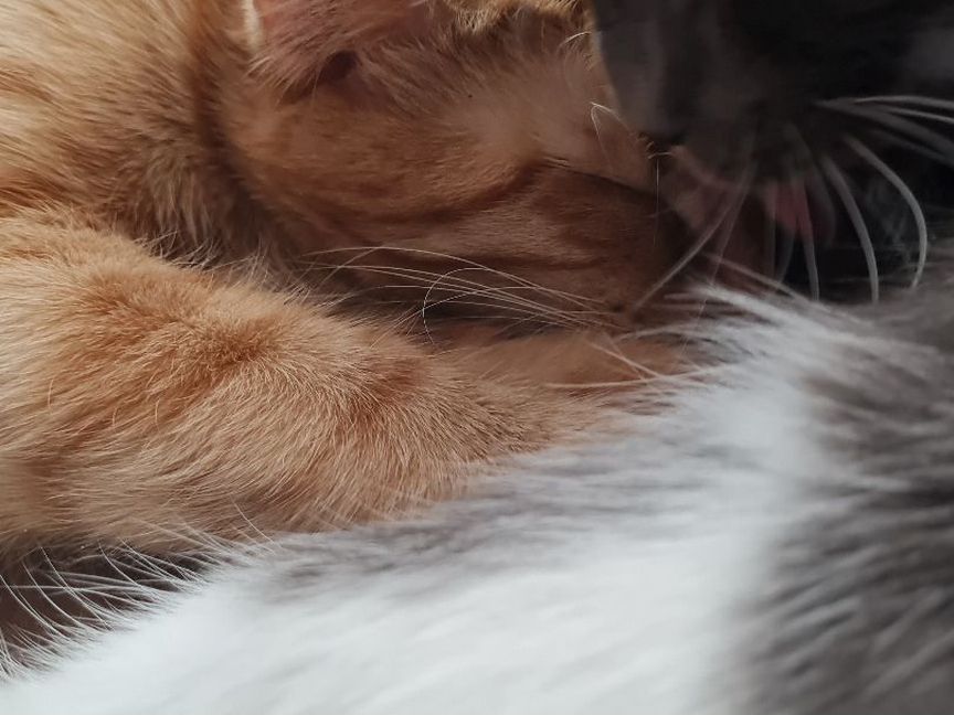 Кошка
