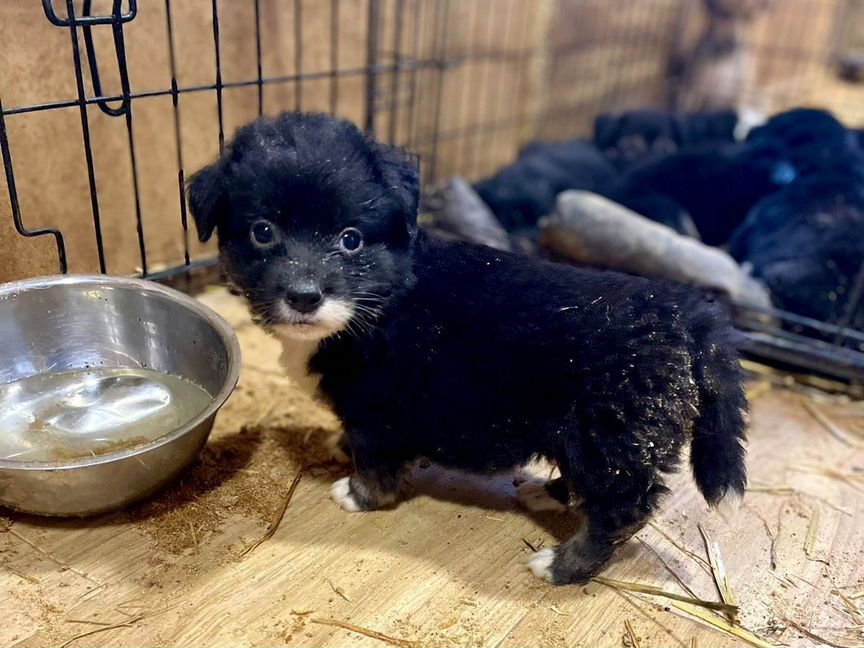 Малышам из отлова нужен дом