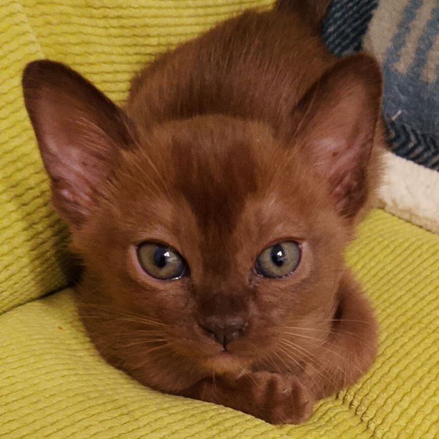 Европейский бурманский котёнок