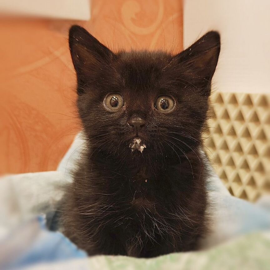 Котёнок чёрный