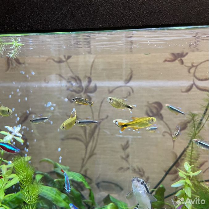 Тетры медные 6 шт