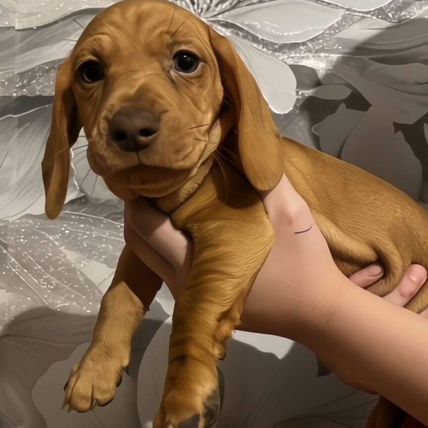 Карликовая такса, щенок