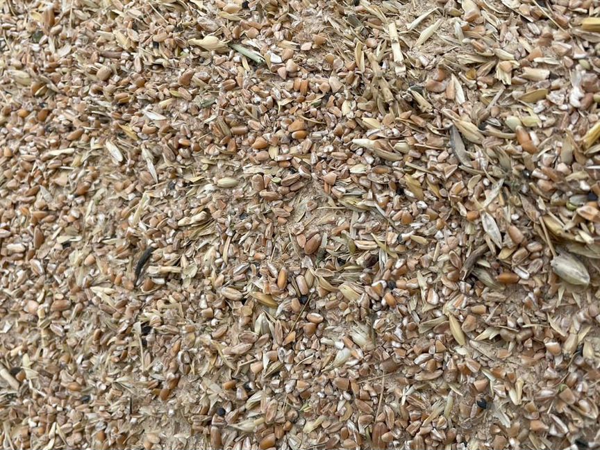 Зерноотходы пшеничные