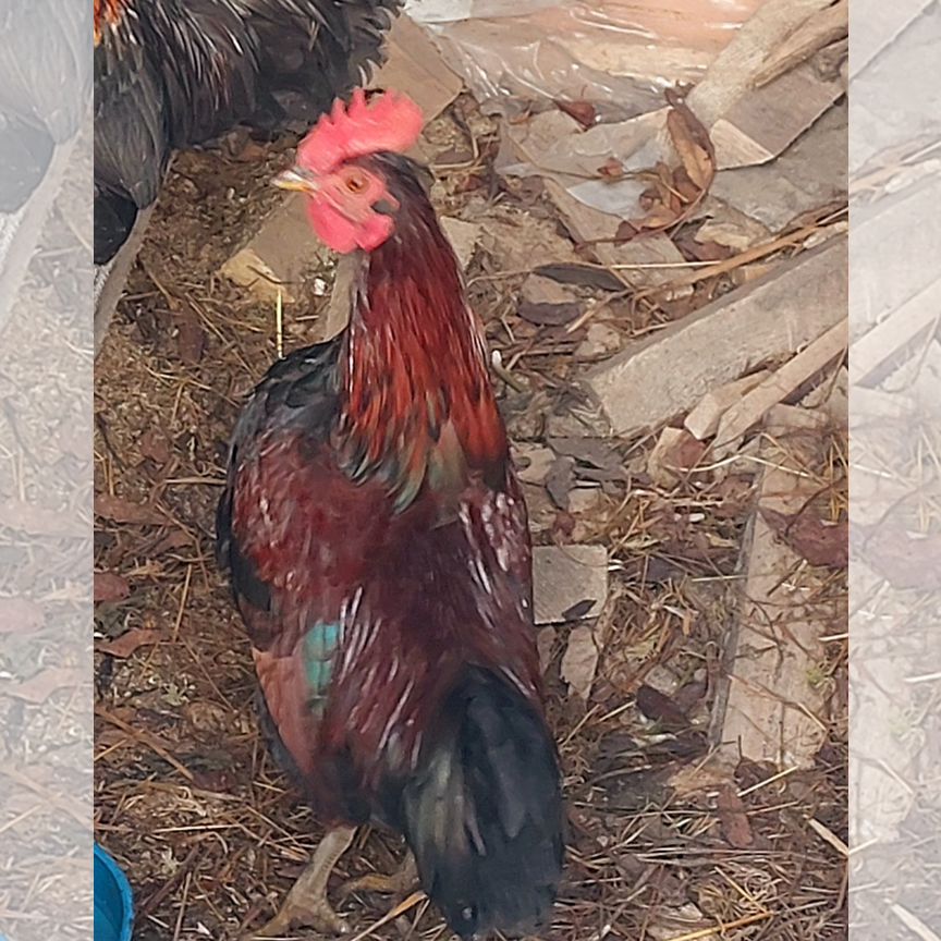 Петух отдам за предложенное;грибы,ягоды