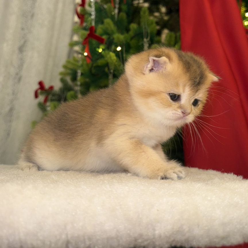 Шотландский вислоухий короткошёрстный котёнок