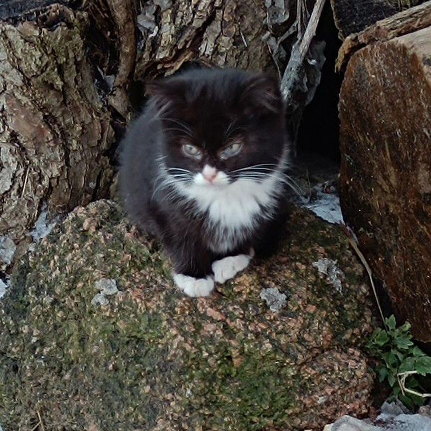 Котенок ищет дом
