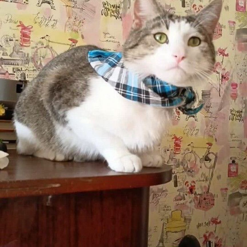 Котик Том очень мечтает о доме