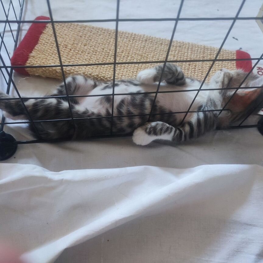 Отдаю котят