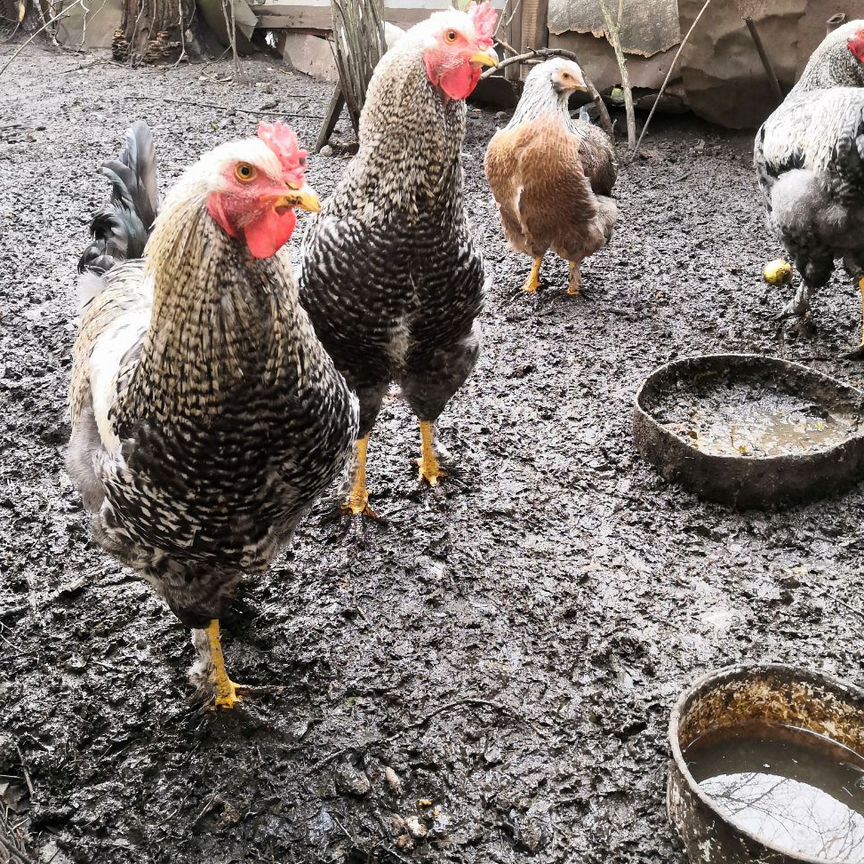 Продам Петушков