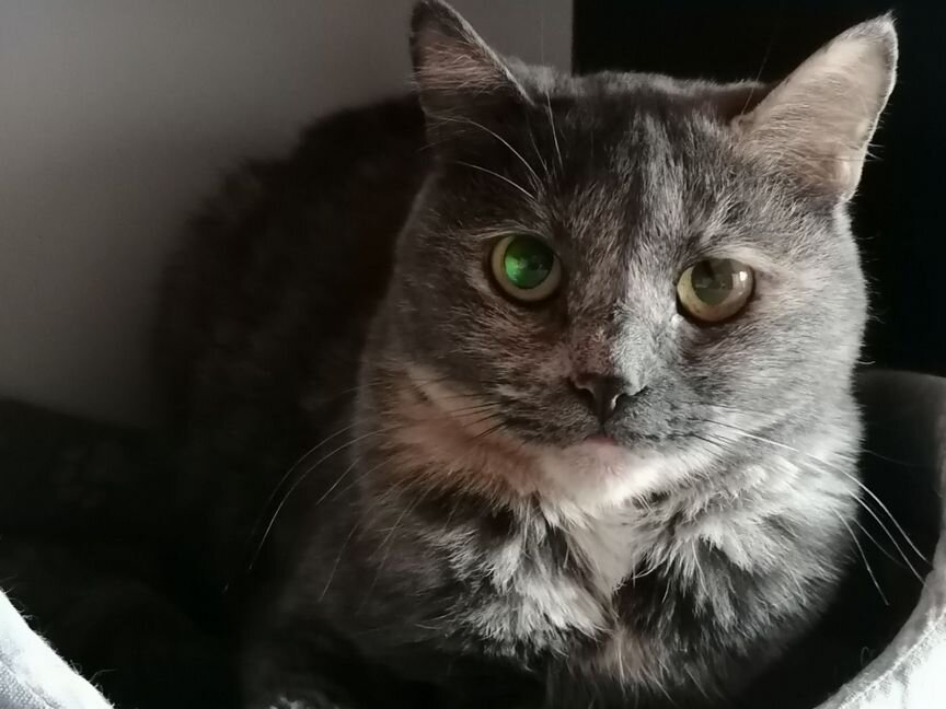 Кошка
