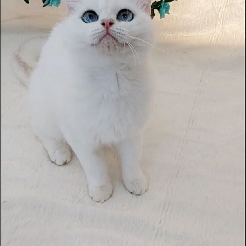 Британка Катарина