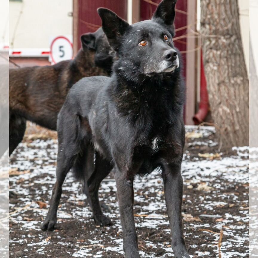 Взрослый пёс в добрые руки