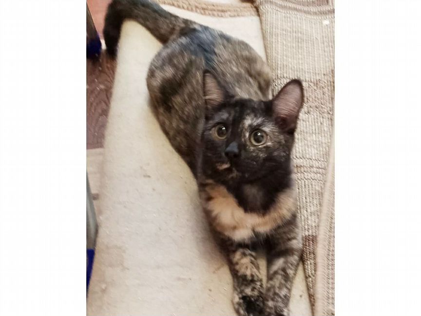 Кошка черепаховая 1,5 года стерилизована