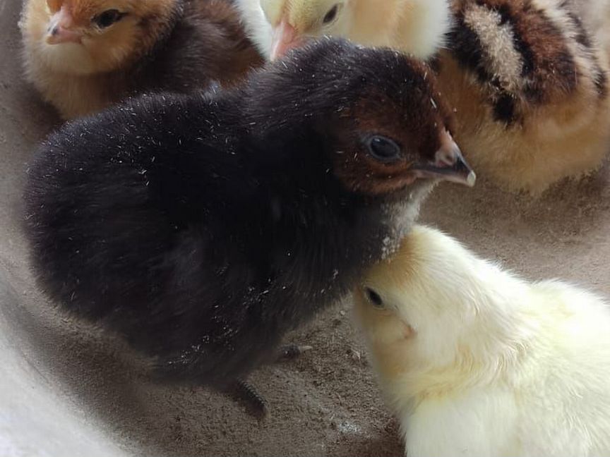 Цыплята несушки