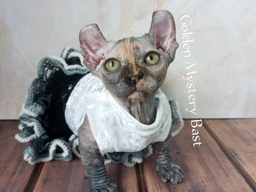 Сфинкс Двэльф, Двельф