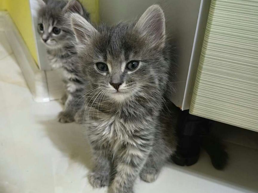 Ищу любящих хозяев маленьким пушистикам