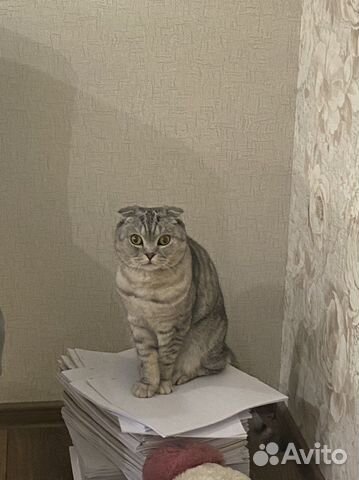 Шотландская вислоухая